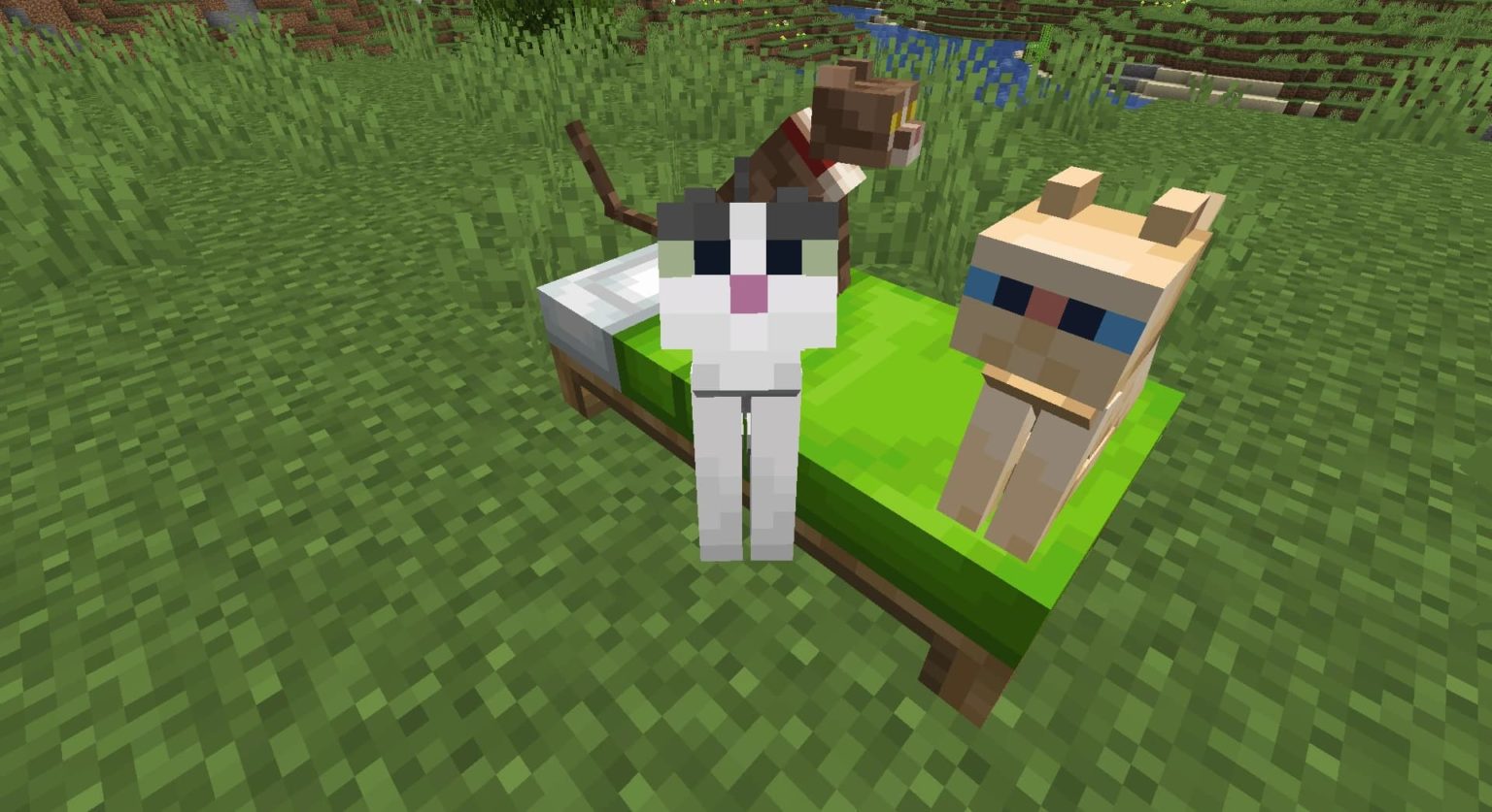 Cat Minecraft : How To Find And Tame Them ? What Behavior And What ...