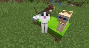 Cat Minecraft : How To Find And Tame Them ? What Behavior And What ...